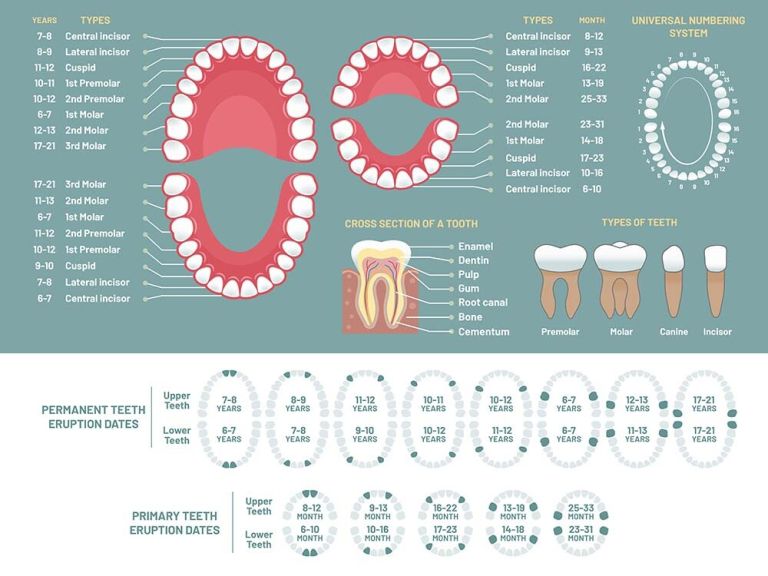 Understanding Tooth Anatomy And Why It Matters For Patients